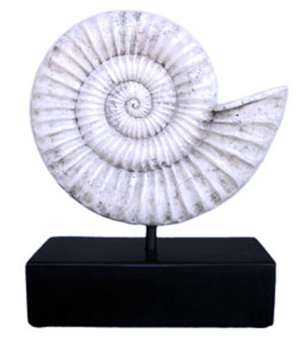 Small Nautilus shell on base 8" x 4" x 10"