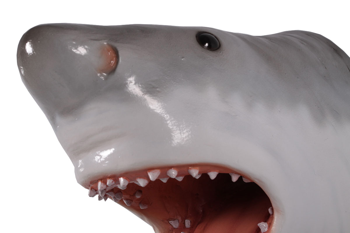 Great White Shark Head (Small)